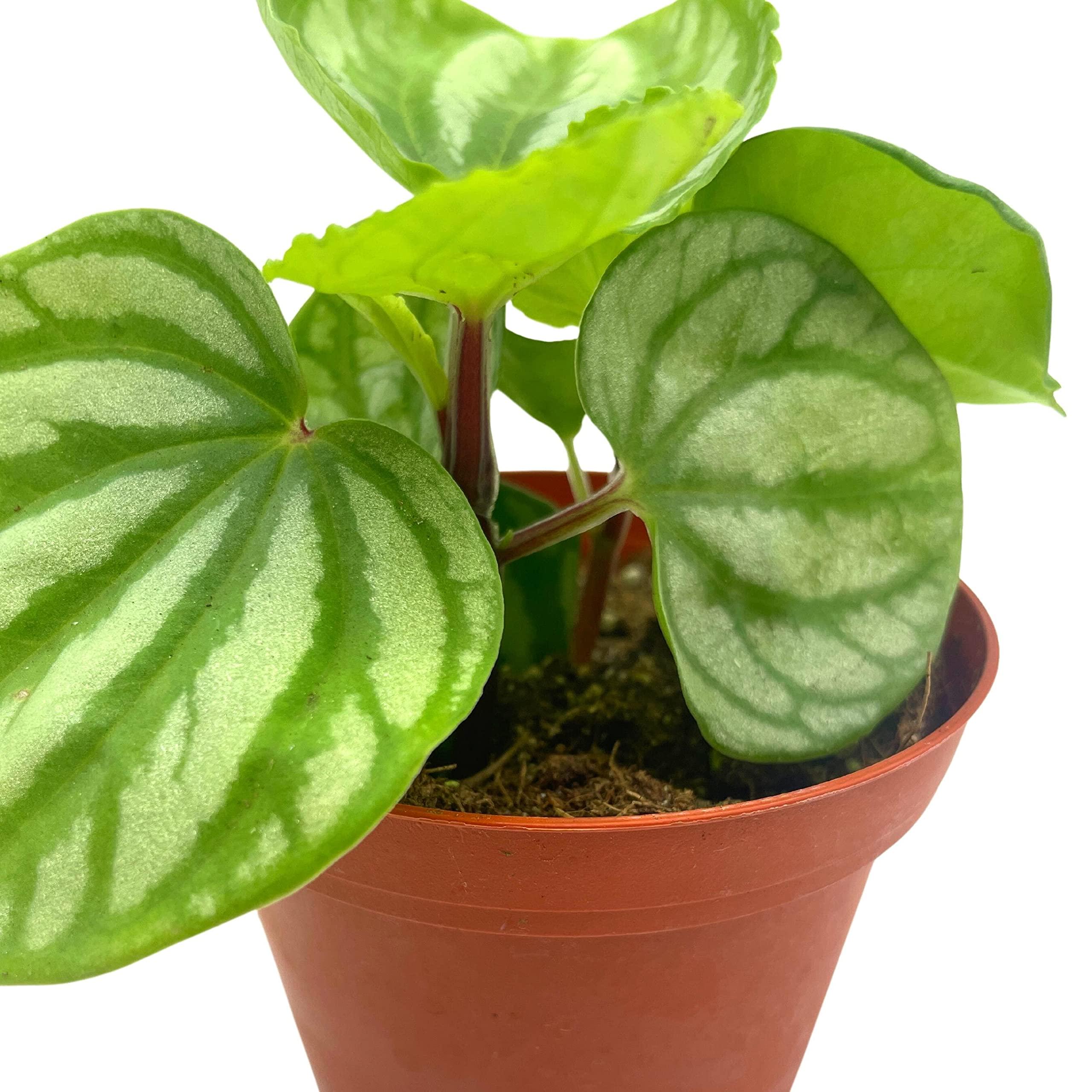 Bubbleblooms Harmony's Peperomia Ecuador, 4 Inch, Rare Pep Argyreia ...