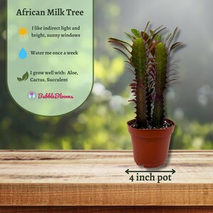 African Milk Tree, Euphorbia Trigona 4 Inch Pot, Red Original Color ...