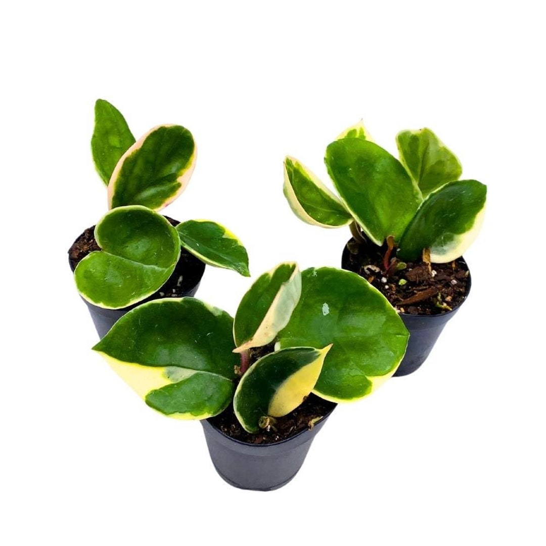 Hoya Krimson Queen 2 Inch Set of 3 Variegated Wax Plant Porcelain ...