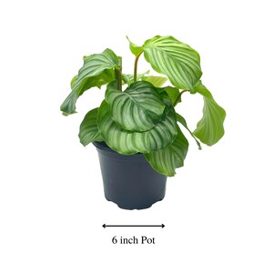 Calathea Orbifolia, 6 Inch, Round-leaf Calathea, Peacock Plant - Etsy