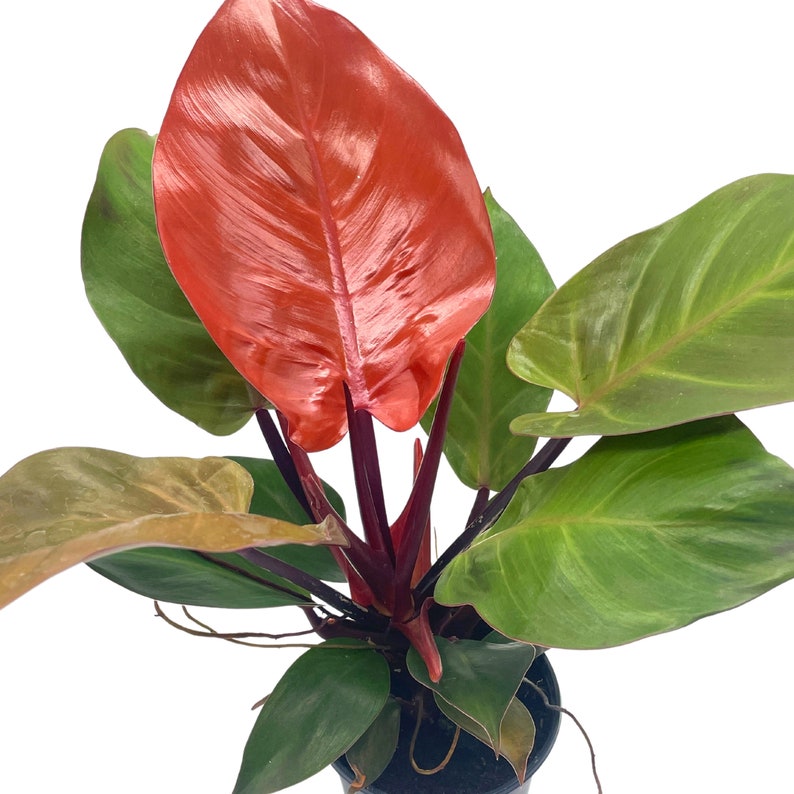 Philodendron Mccolley's Finale 4 Inch Bright Red Philo - Etsy