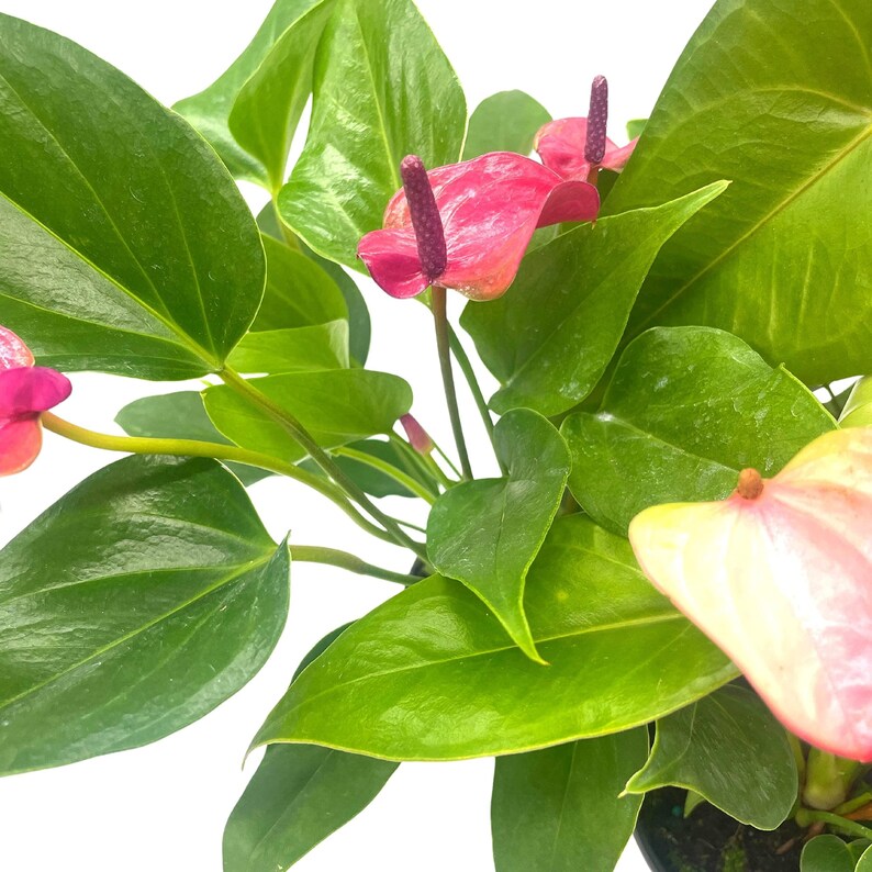 Colorful Anthurium Assortment, 4 Inch Set of 3, Different Color Flowers ...