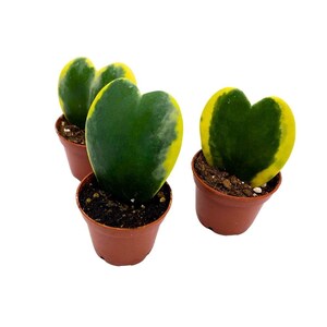 Variegated Hoya Kerrii, 2 Inch Set of 3, Sweetheart Plant Valentine ...