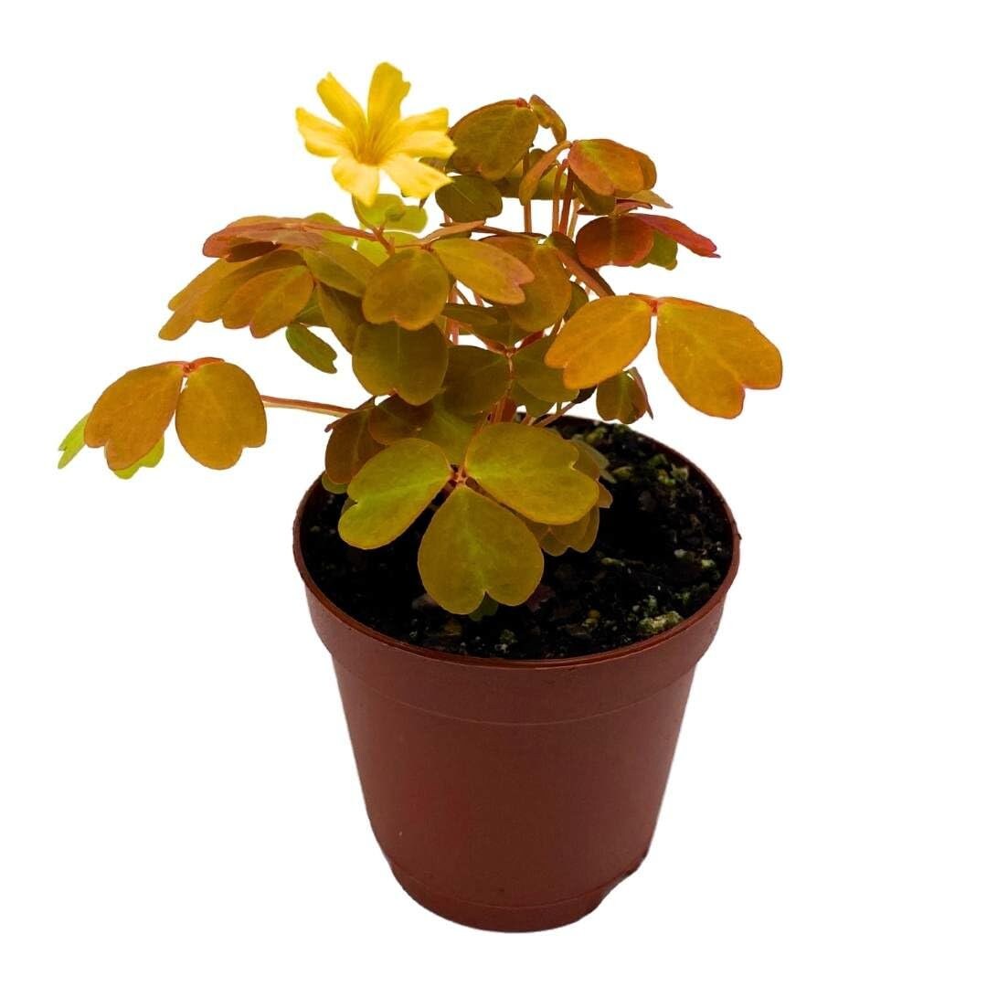 Bubbleblooms Golden Oxalis Spiralis Aurea in a 2 Inch Pot Tiny Mini ...