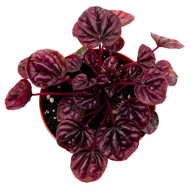 Peperomia Schumi Red 4 Inch Bright Red Ripple Pep Caperata - Etsy