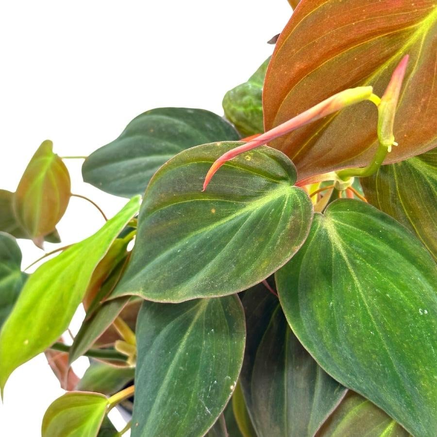 Philodendron Micans 6 Inch Velvet Leaf Philo Hederaceum - Etsy