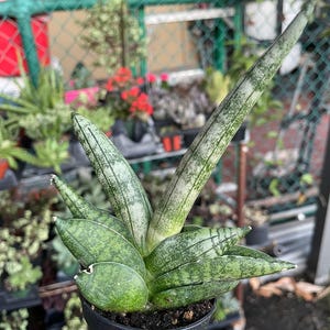 Sansevieria Snakeplant Variety Bundle, Braided Cylindrica Dragon ...