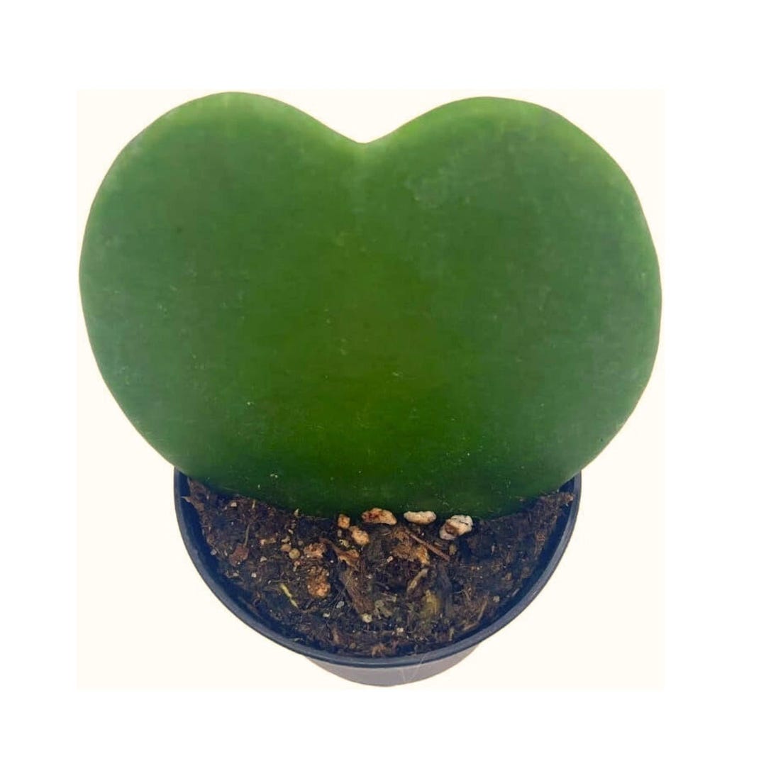 Green Hoya Kerrii Heart / Original Sweetheart Plant / Mothers Day Plant ...