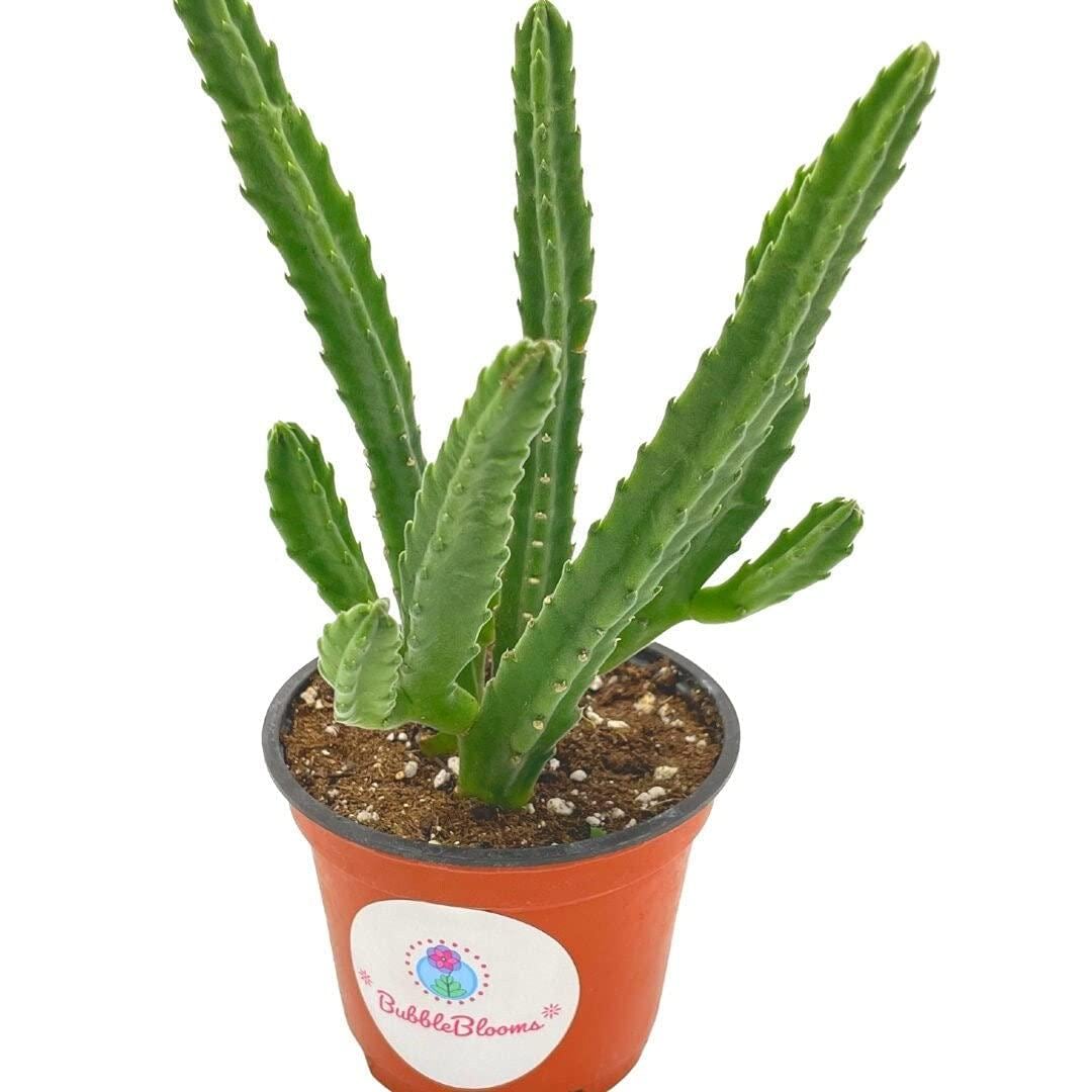 Stapelia Leendertziae Black Bell Carrion Flower. Maroon Cup Starfish ...