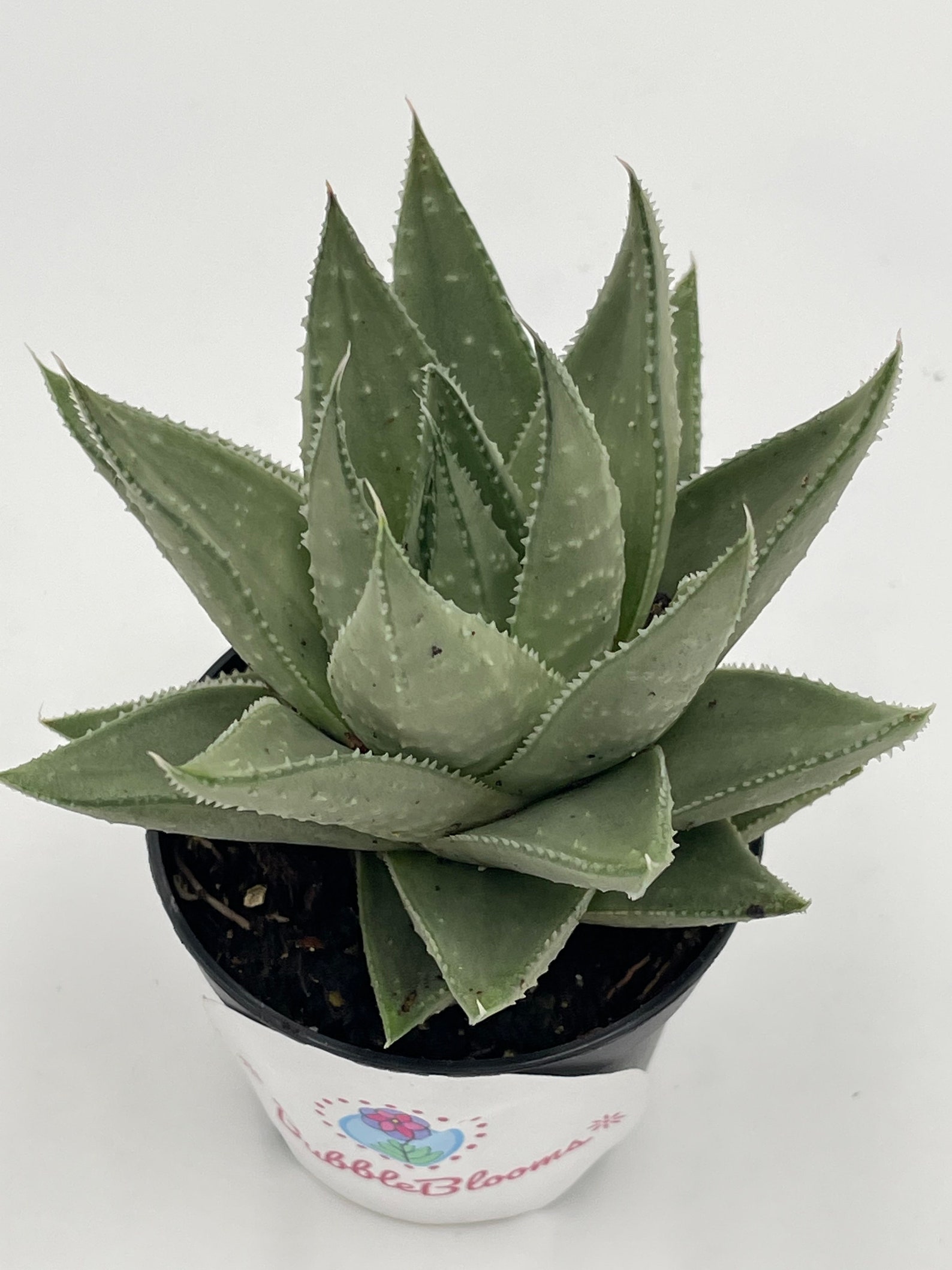 Aloe White Beauty Variegated White Aloe Plant Ribbed Laced | Etsy