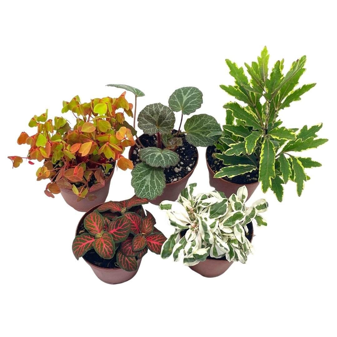 Premium Foliage Assortment, Colorful Fern Set, Growers Choice, Always ...