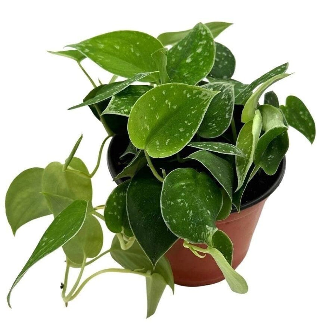 Silver Pothos, 6 Inch, Satin Pothos, Silver Philodendron, Silvery Anne ...