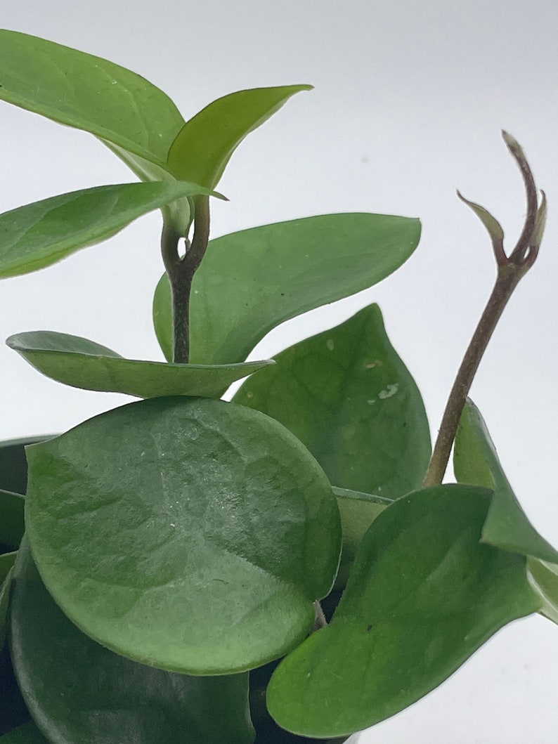 Floral & Garden Crafts Home & Hobby Very full 4 potted starter Hoya ...