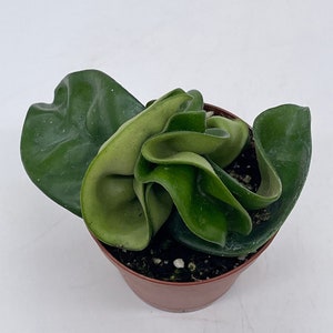 Hoya Hindu Rope, Carnosa Compacta, in a 2 Inch Pot, Live Tiny Mini ...