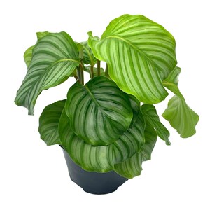 Calathea Orbifolia, 6 Inch, Round-leaf Calathea, Peacock Plant - Etsy