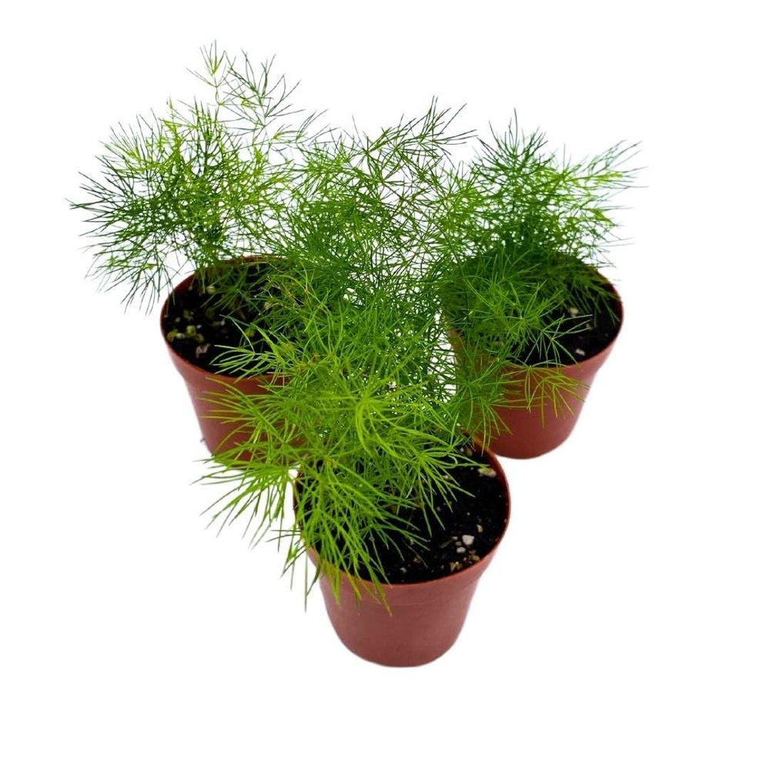 Ming Fern Asparagus Retrofractus, 2 Inch Set of 3, Tiny Mini Pixie ...