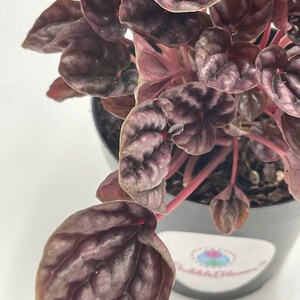 Red Emerald Ripple Peperomia Emerald Ripple Pepper Red | Etsy