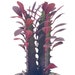 African Milk Tree, Euphorbia Trigona 4 Inch Pot, Red Original Color ...