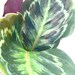 Calathea Medallion Roseopicta 6 Inch Regel Rose Rabbit Ear - Etsy