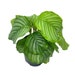 Calathea Orbifolia, 6 Inch, Round-leaf Calathea, Peacock Plant - Etsy