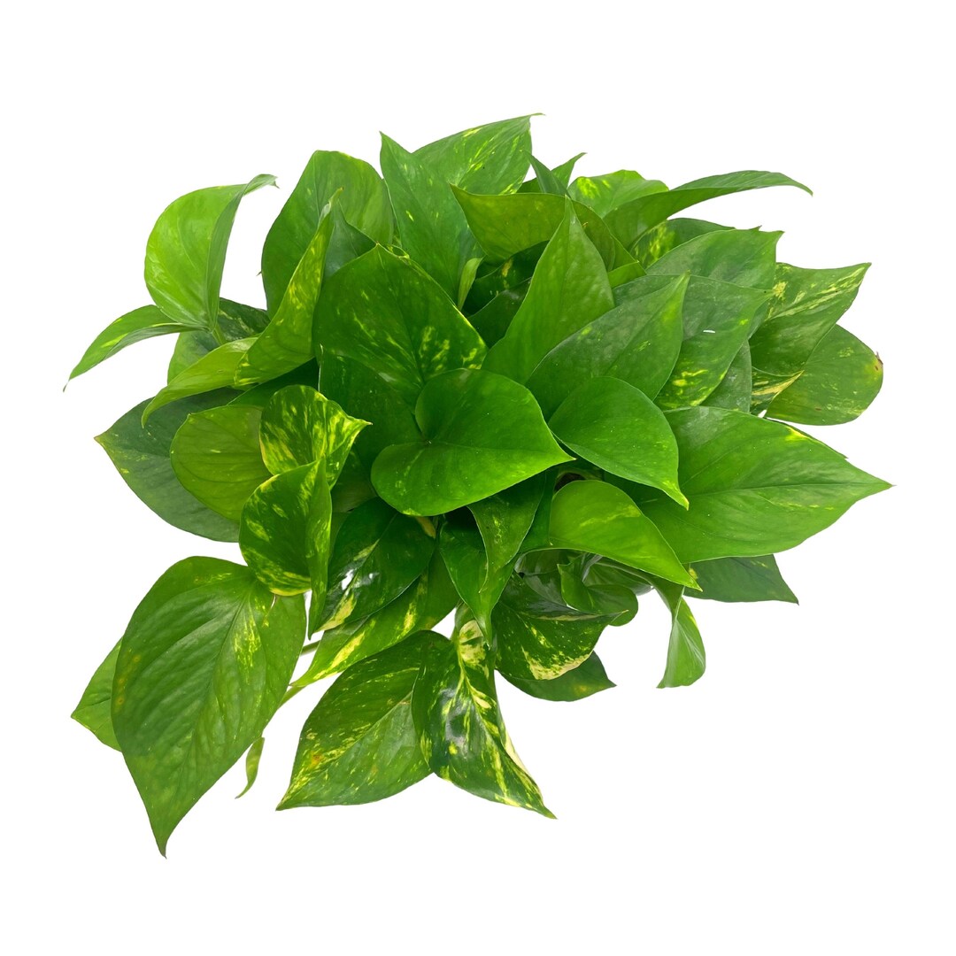 Golden Pothos, Variegated 6 Inch Pothos, Very Full, Epipremnum Aureum ...