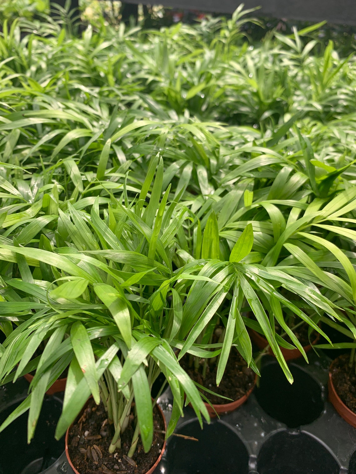 Bamboo Palm Palma Areca Reed Palm Clustered Parlor Palm | Etsy