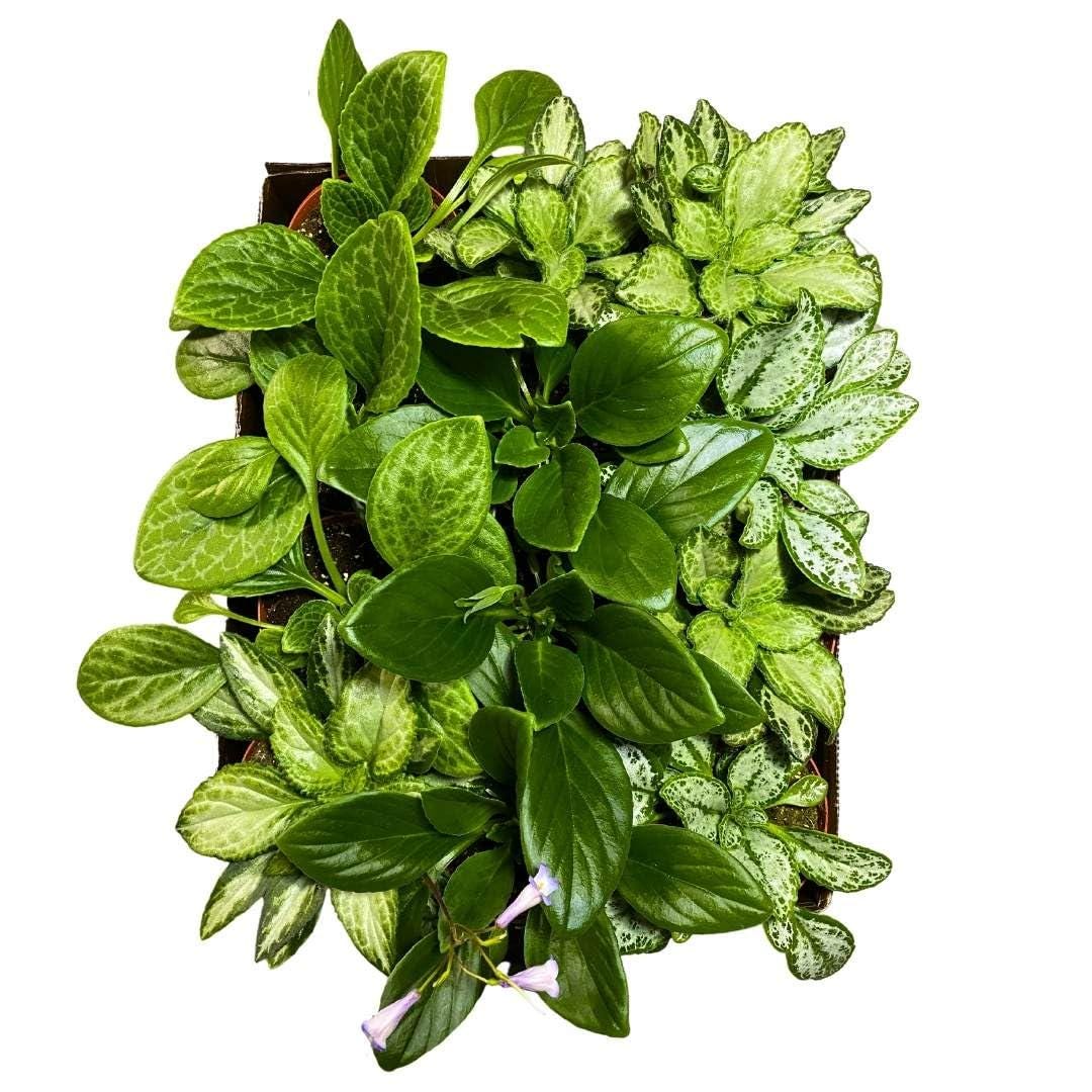 Harmony Foliage Primulina Chirita in 6 Inch Pots 6-pack Bulk Wholesale ...