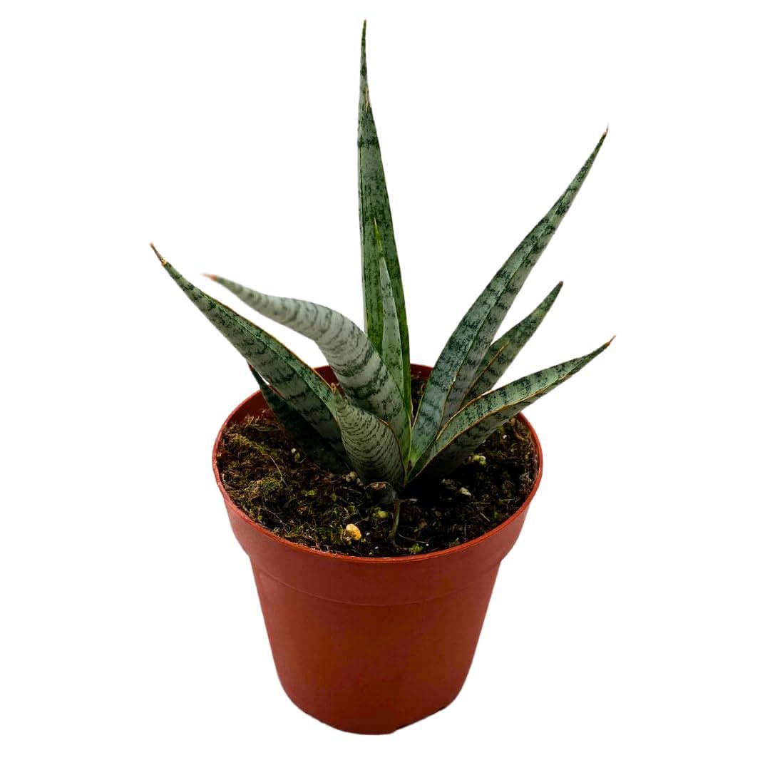 Bubbleblooms Sansevieria Icicle 4 Inch Rare Snake Plant - Etsy