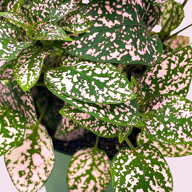 Pink Hypoestes Phyllostachya, 4 Inch, Polka Dot Flamingo Plant - Etsy