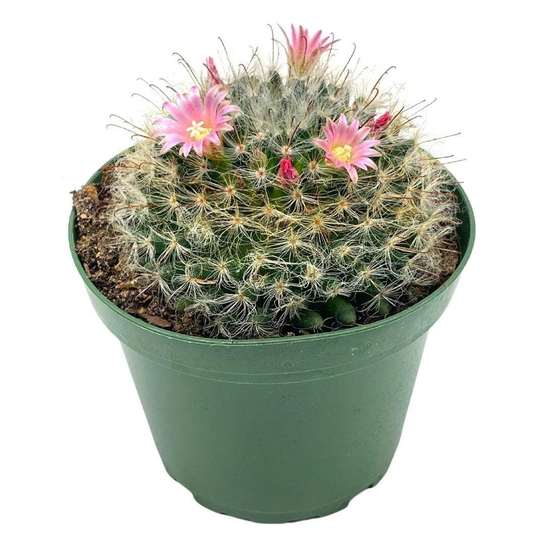 Powder Puff Cactus, Mammillaria Bocasana, Powderpuff Pincushion ...