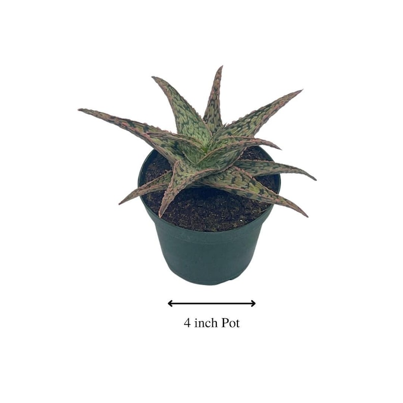 White Aloe, Aloe Rauhii Reynolds, Snowflake Aloe, Flowering Blooming ...