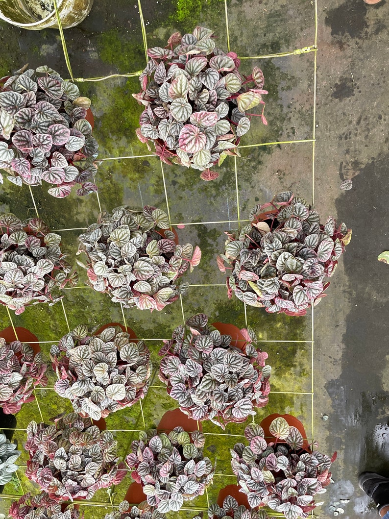 Red Emerald Ripple Peperomia 6 Inch Frost Platinum | Etsy