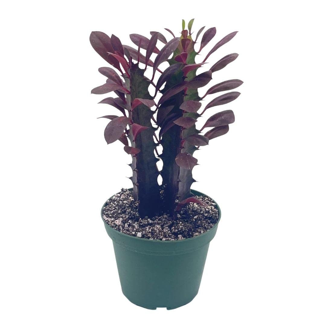 African Milk Tree, Euphorbia Trigona 4 Inch Pot, Red Original Color ...