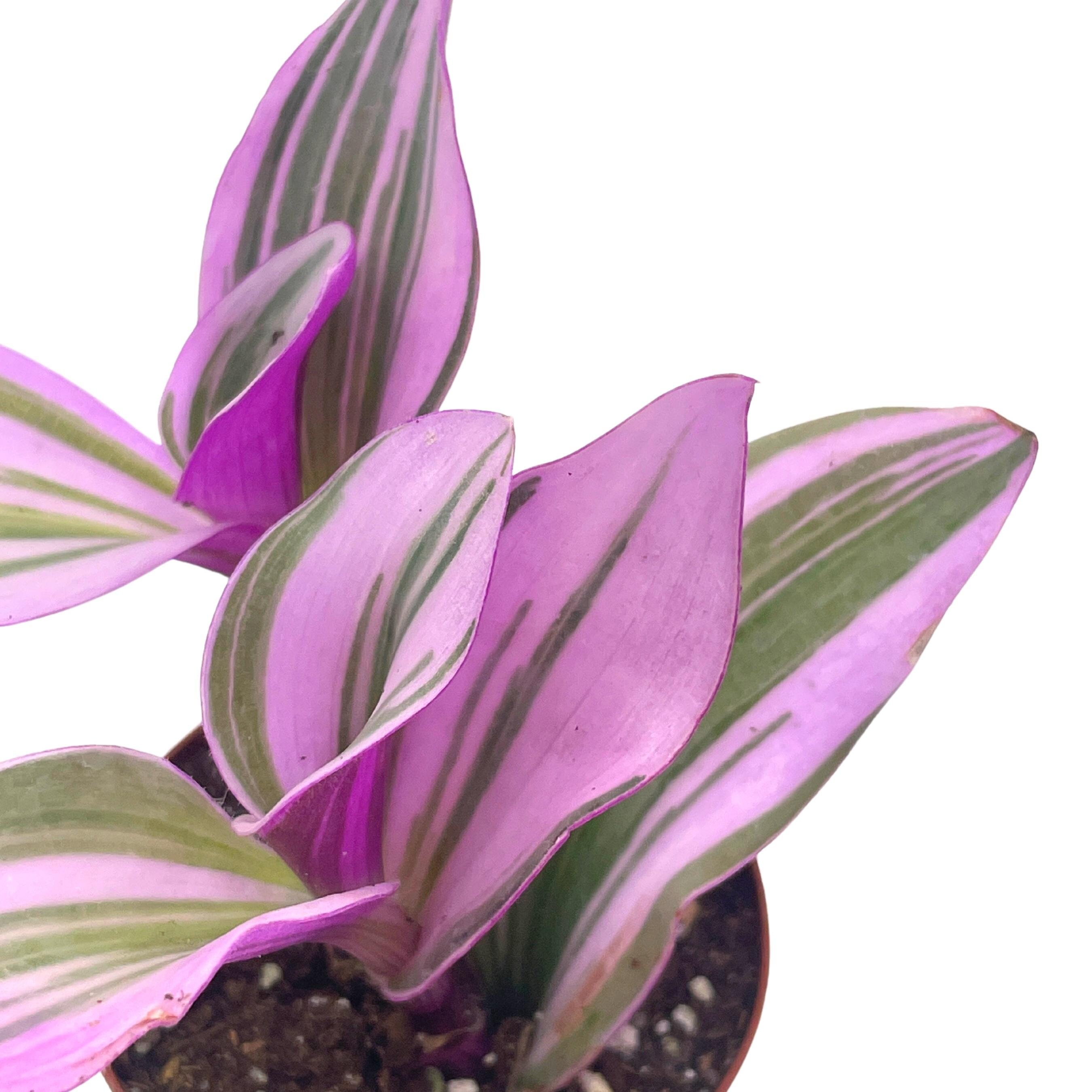 Pink Tradescantia Nanouk Variegated Wandering Jew Rare 2 - Etsy