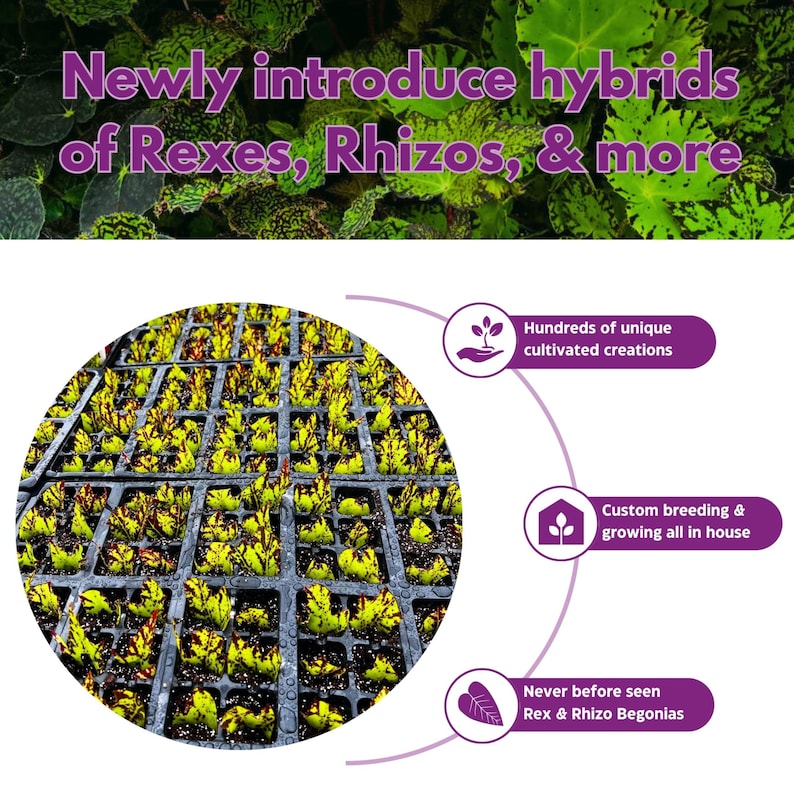 Harmony Foliage Episcia Alice's Aussie Pink Flame Violet 4 Inch - Etsy