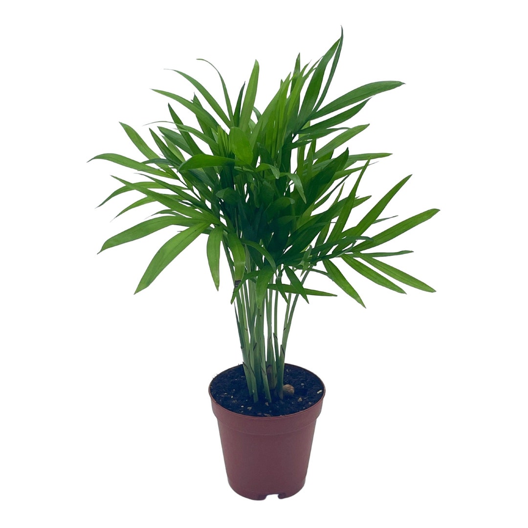 Bamboo Palm, Palma Areca, Reed Palm Clustered Parlor Palm, Cane Palm ...