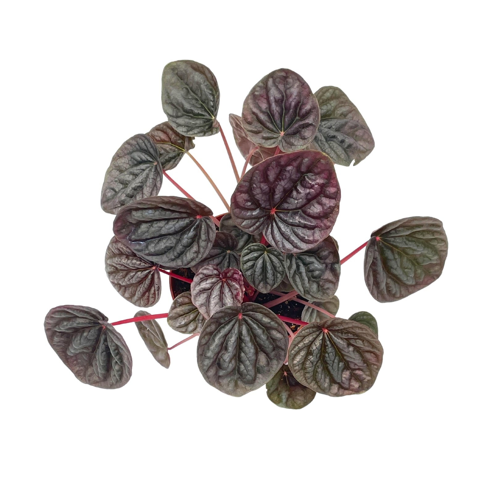 Red Emerald Ripple Peperomia Emerald Ripple Pepper Red - Etsy