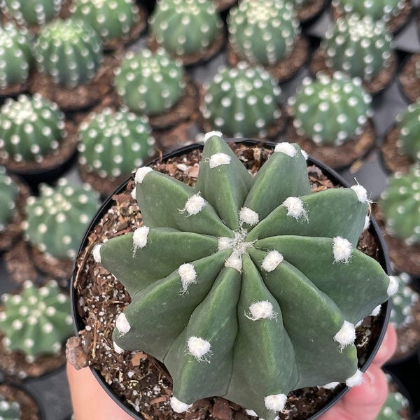 Domino Cactus - Etsy