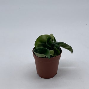 Hoya Hindu Rope, Carnosa Compacta, in a 2 Inch Pot, Live Tiny Mini ...