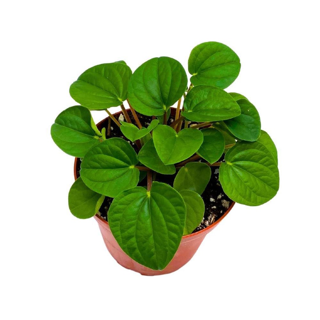 Peperomia Rana Verde 4 Inch Green Albovittata - Etsy