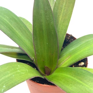 Green Moses in the Cradle, 2 Inch Tradescantia Spathacea, Rhoeo ...