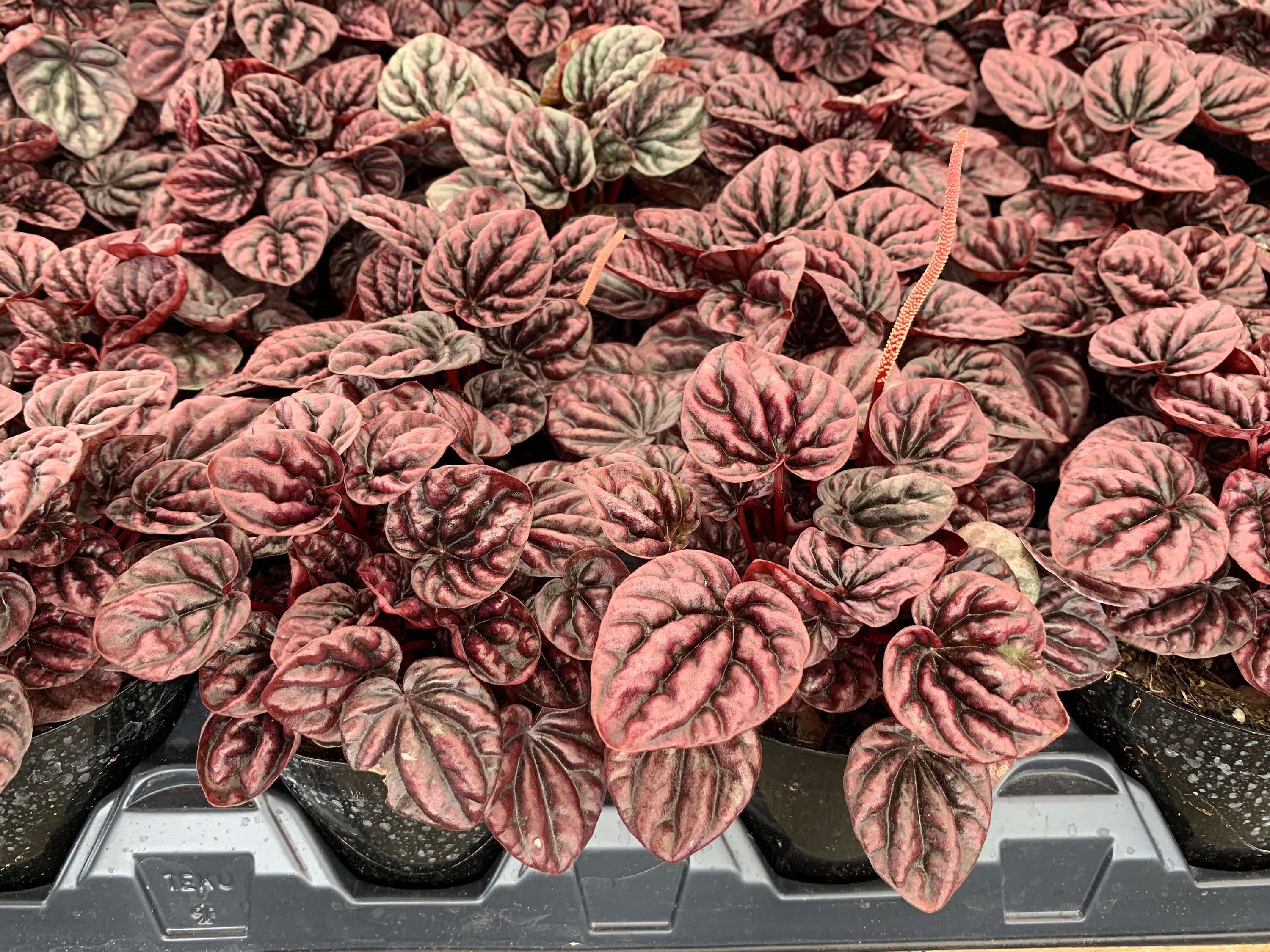 Red Emerald Ripple Peperomia Emerald Ripple Pepper Red | Etsy