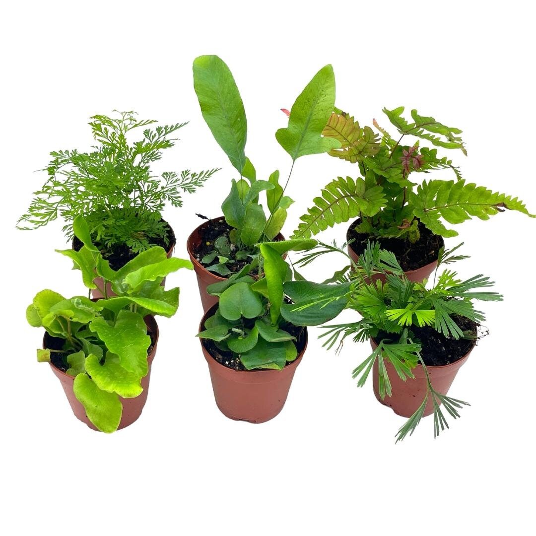Fern Variety Assortment, 6 Different Fern Plants, in 2 Inch Pots, Super ...