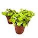 Callisia Repens Gold 2 Inch Set of 3 Miniature Wandering Dude Golden ...