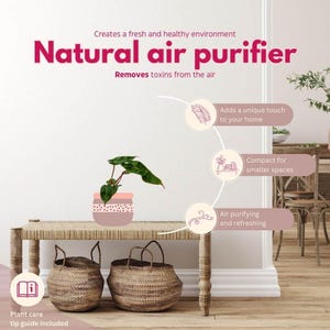 Philodendron Billietae, Billie Philo, Philidor in 2 Inch Pot - Etsy