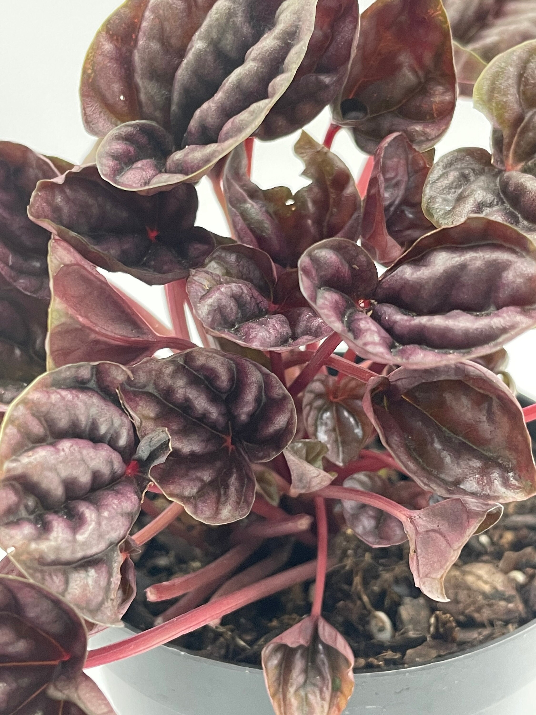 Red Emerald Ripple Peperomia Emerald Ripple Pepper Red | Etsy