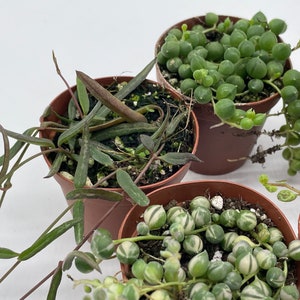 Succulent Strings Set, Variegated String of Pearls, Turtles, Hearts ...