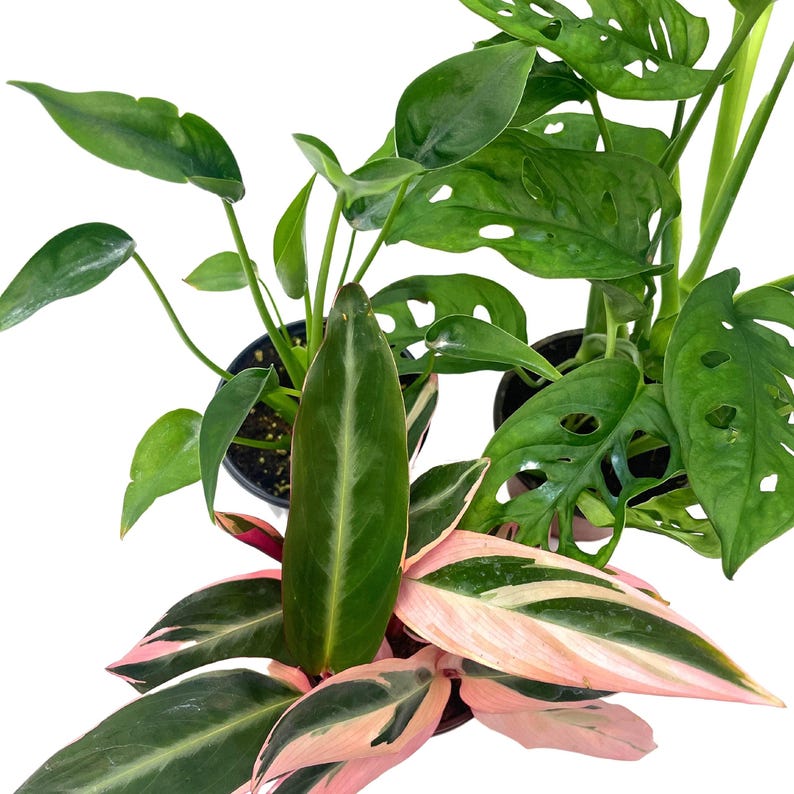 Bubbleblooms Indoor Foliage Assortment, 4 Inch Set of 3, Best-sellers ...