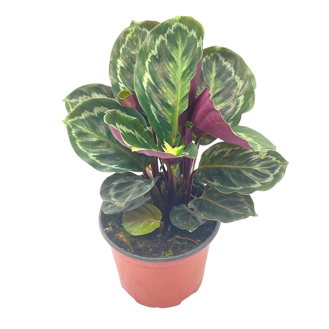 Calathea Medallion, Roseopicta, 6 Inch, Regal Rose, Rabbit Ear Prayer ...