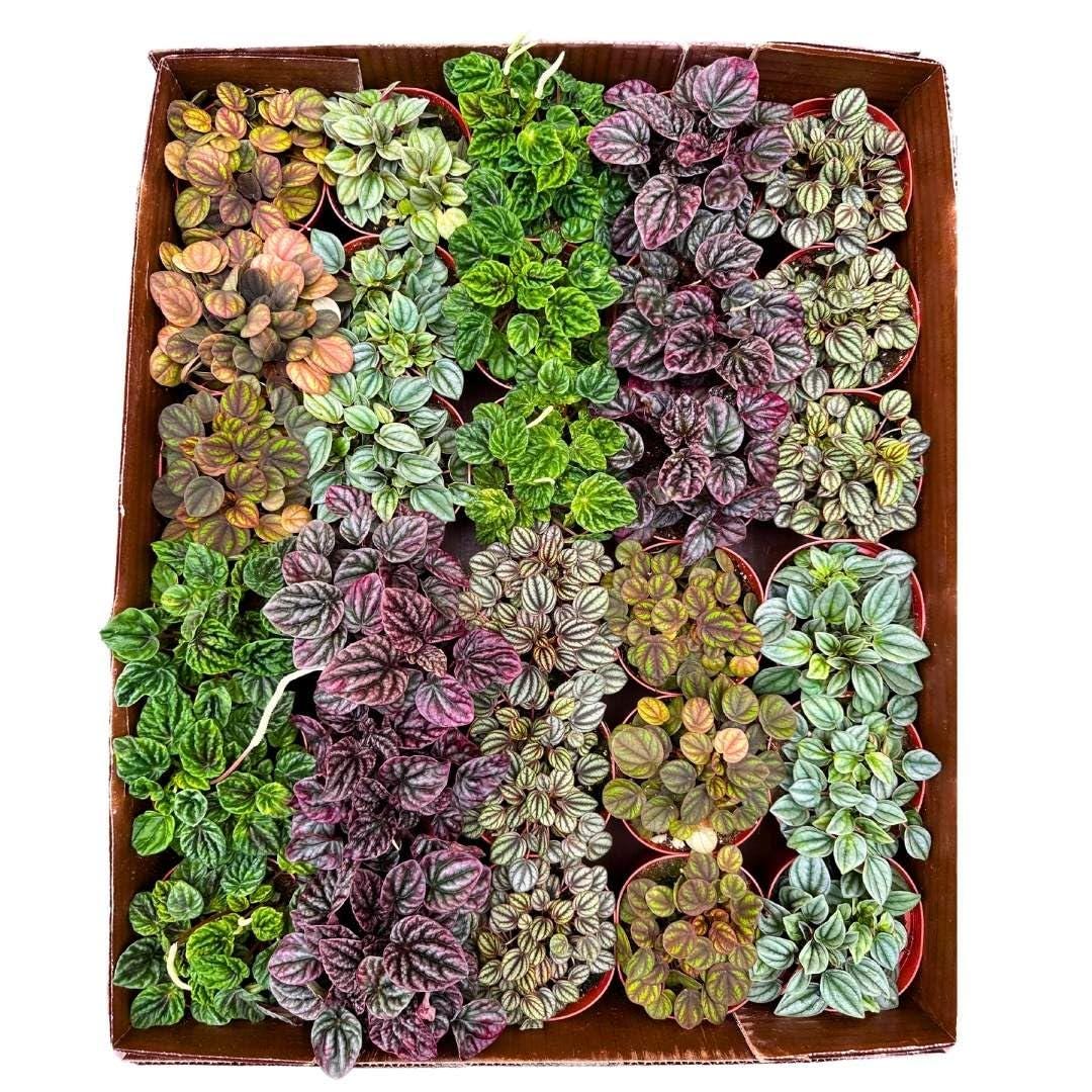 Harmony Foliage Ripple Peperomia Assortment in 4 Inch Pots 15-pack Bulk ...